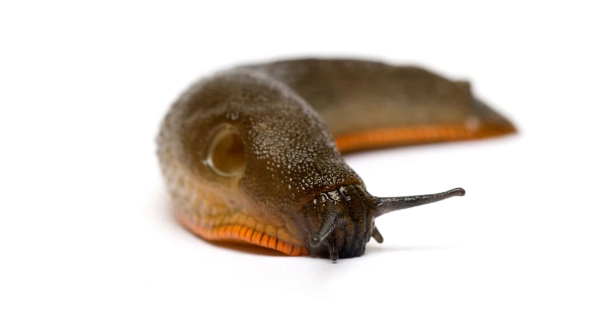 Vintage News Invading Slugs Keep Japanese Residents Awake At Night With ...
